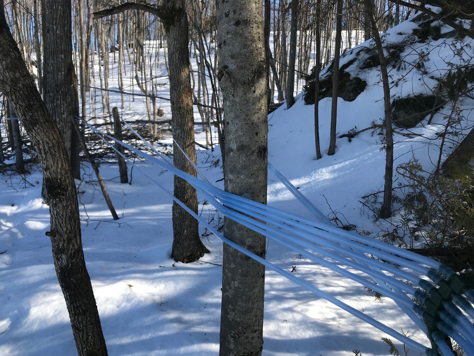 Maple Syrup | Salt of the Earth Farm Kingston~Lyndhurst