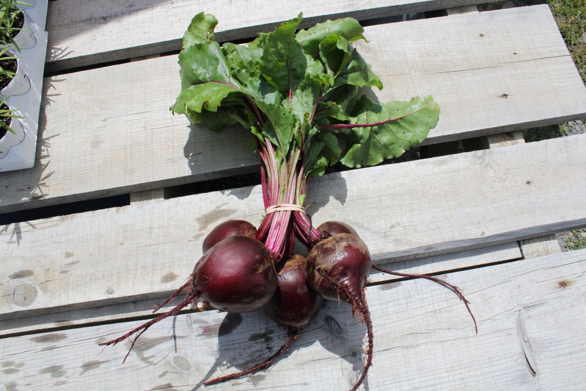 Beets | Salt of the Earth Farm Kingston~Lyndhurst